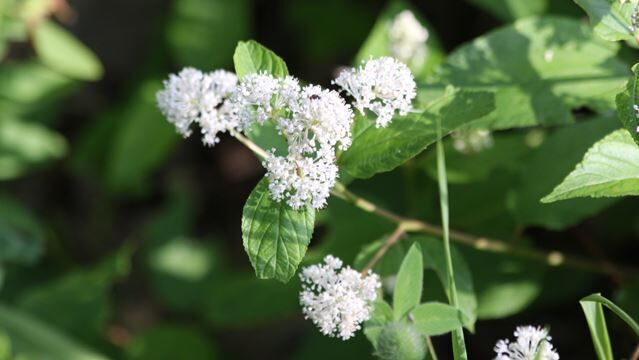 Ontario native plants help pollinators' crucial role in growing ...