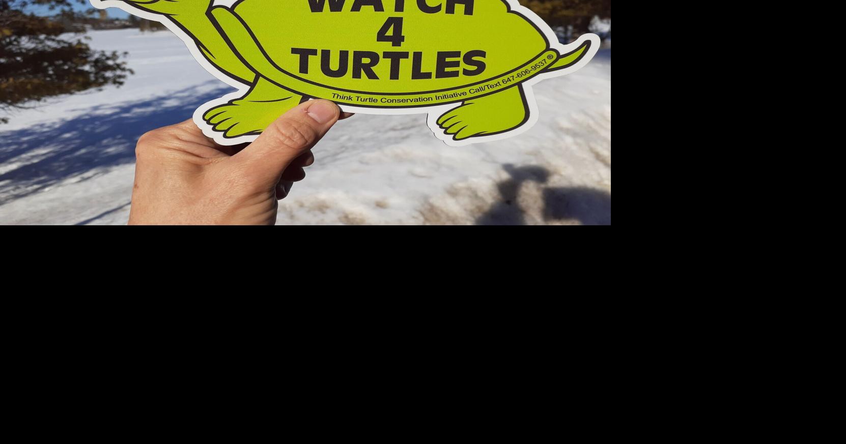 Turtle’s pace: It’s turtle-crossing season in York Region