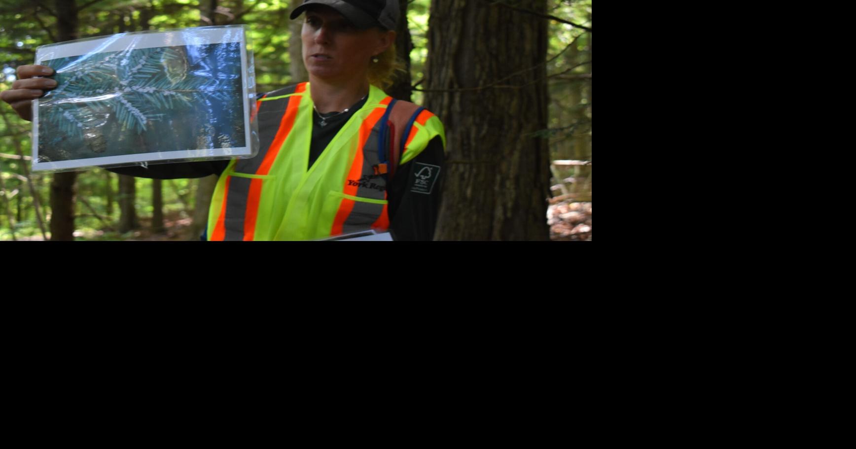 ‘Sad reality’: Tree-killing insect is coming to York Region