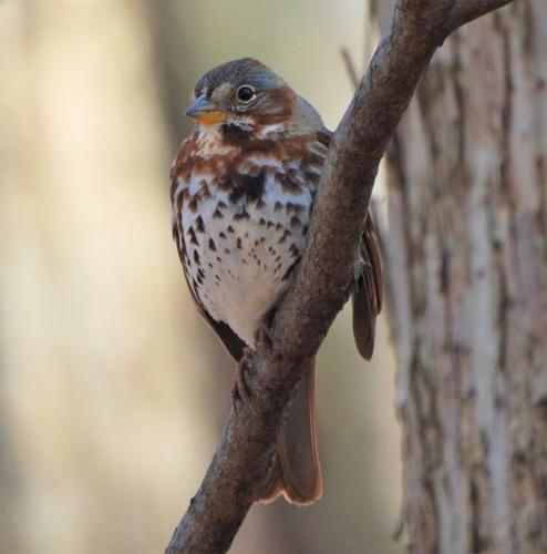 Markham man shares photos of southern Ontario birds