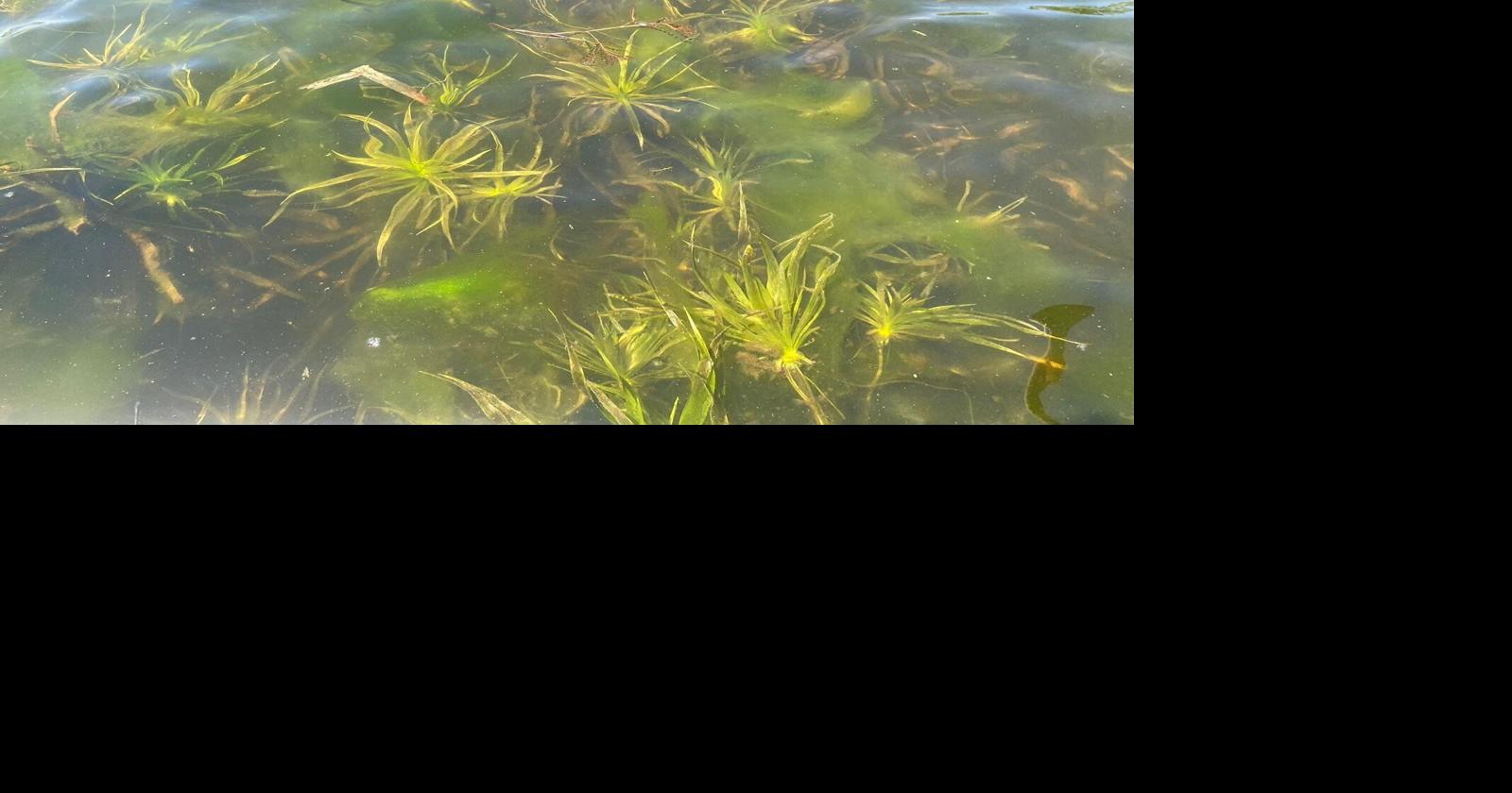 Water soldier discovered in Lake Simcoe for the first time