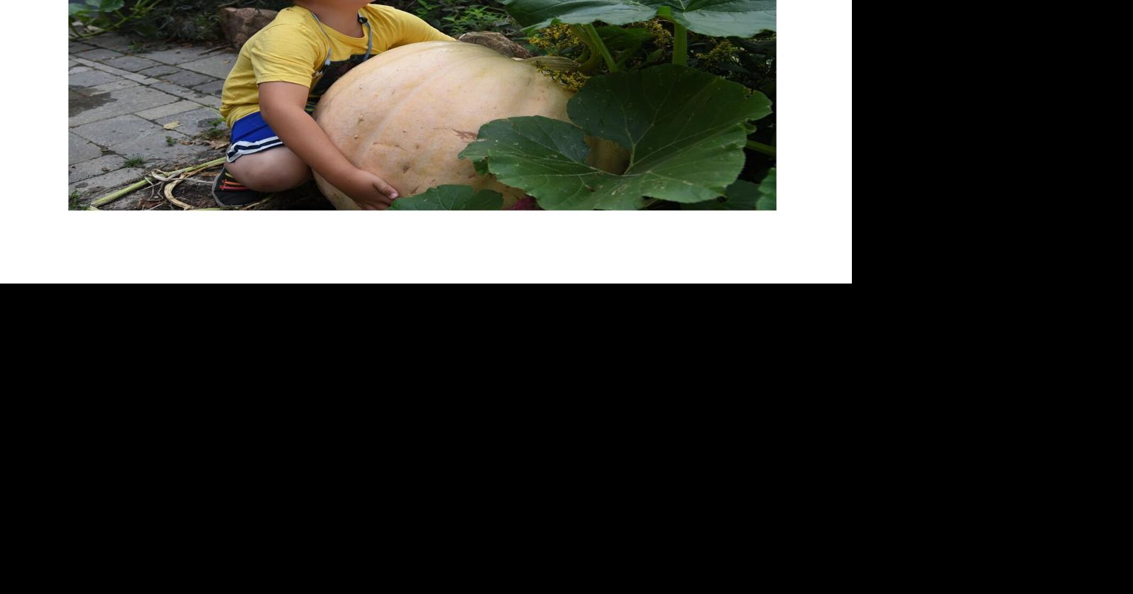 5-year-old Richmond Hill boy grows 6-foot pumpkin