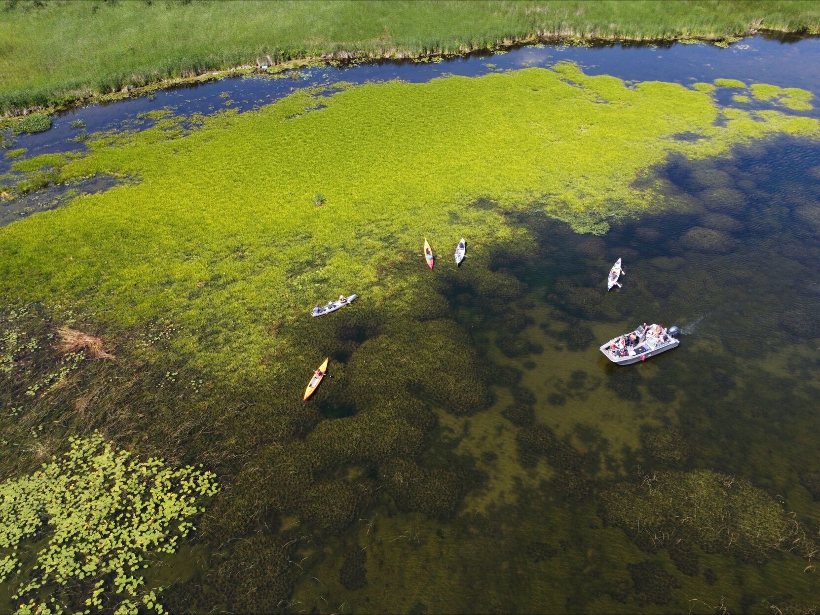 Georgina lakefront homeowners concerned about water soldiers