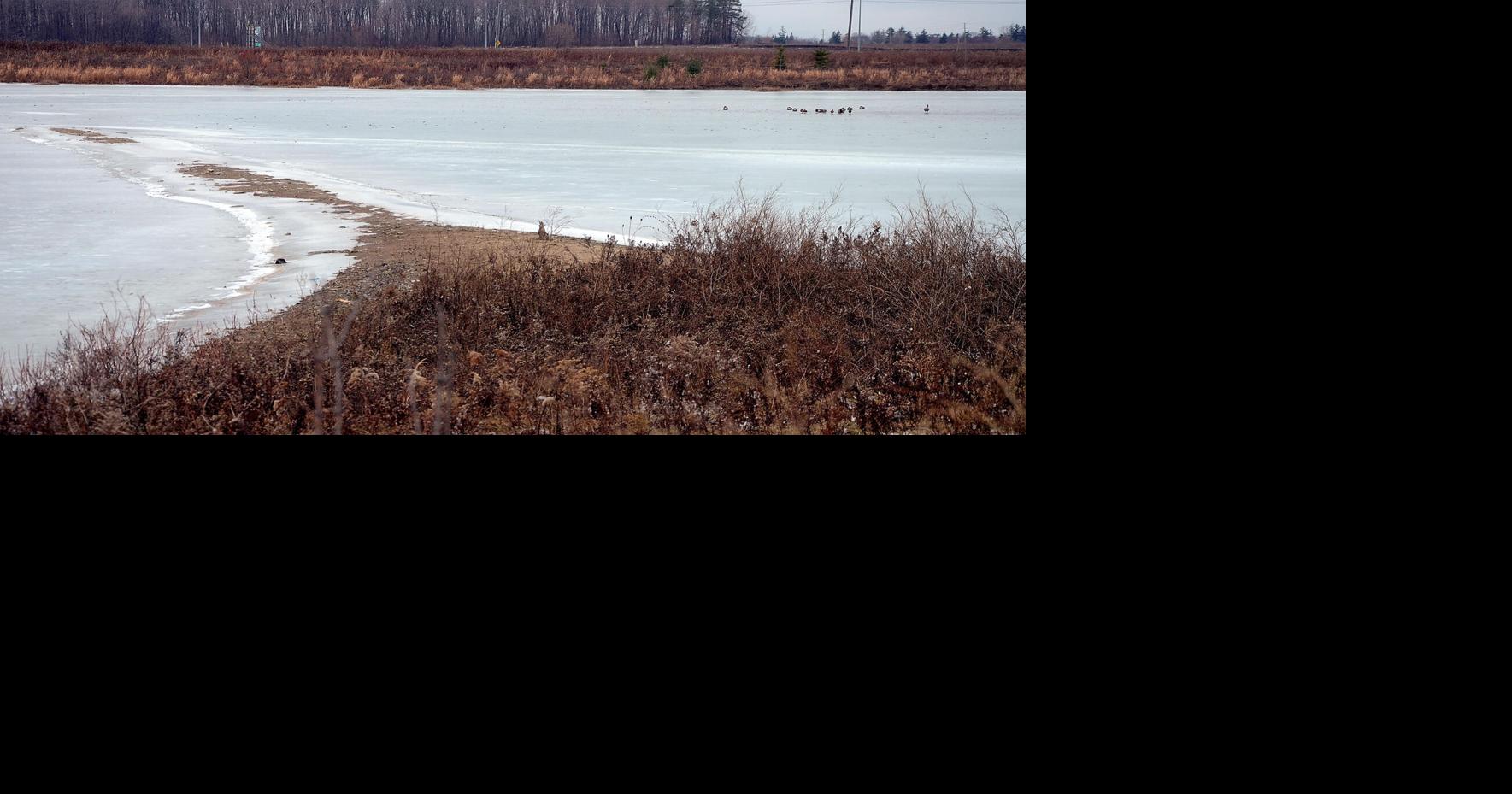 Bird counters flock to Rouge Park