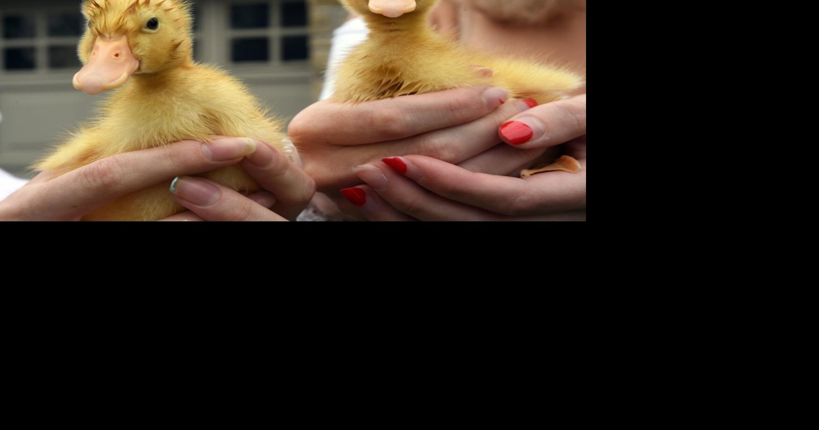 Bird flu devastates King Cole Ducks operations in York Region