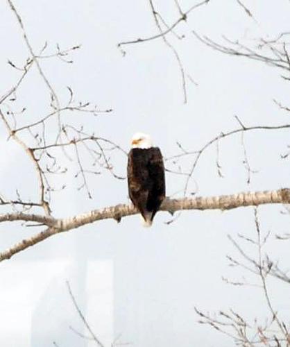 Bald eagles spotted in Georgina