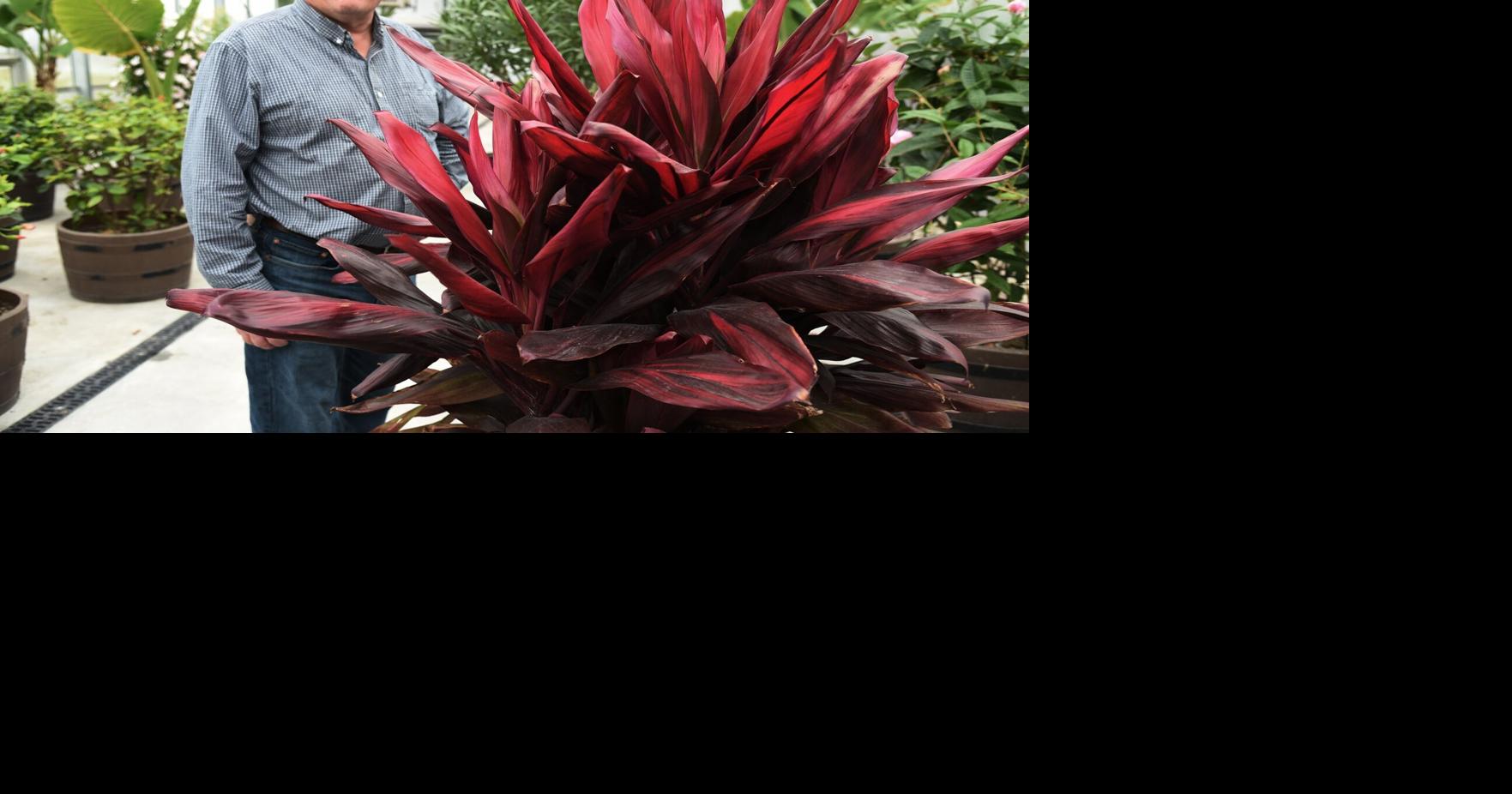 Aurora's Jim Tree leaves behind green legacy for generations to come