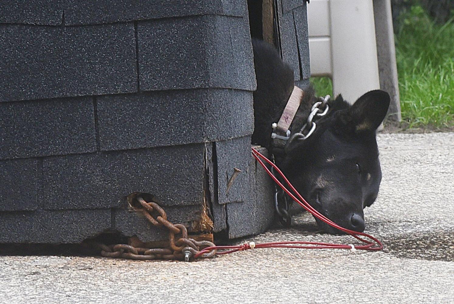 Is the OSPCA doing all it can to protect animals?