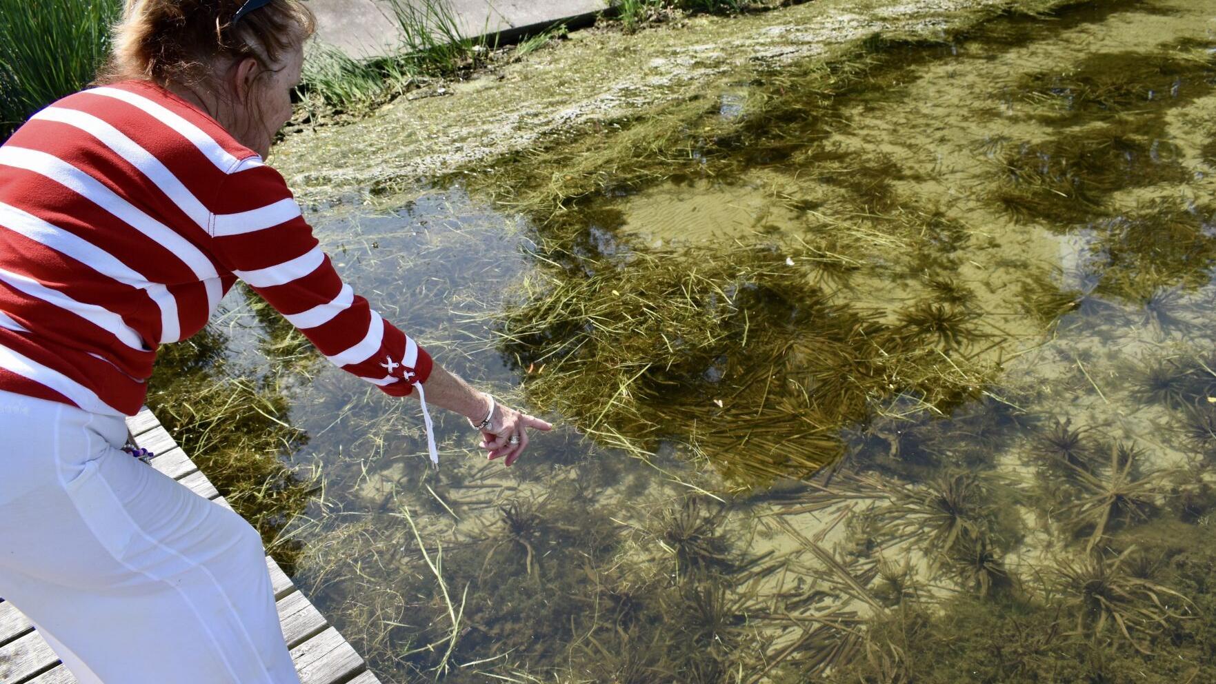 Georgina lakefront homeowners concerned about water soldiers