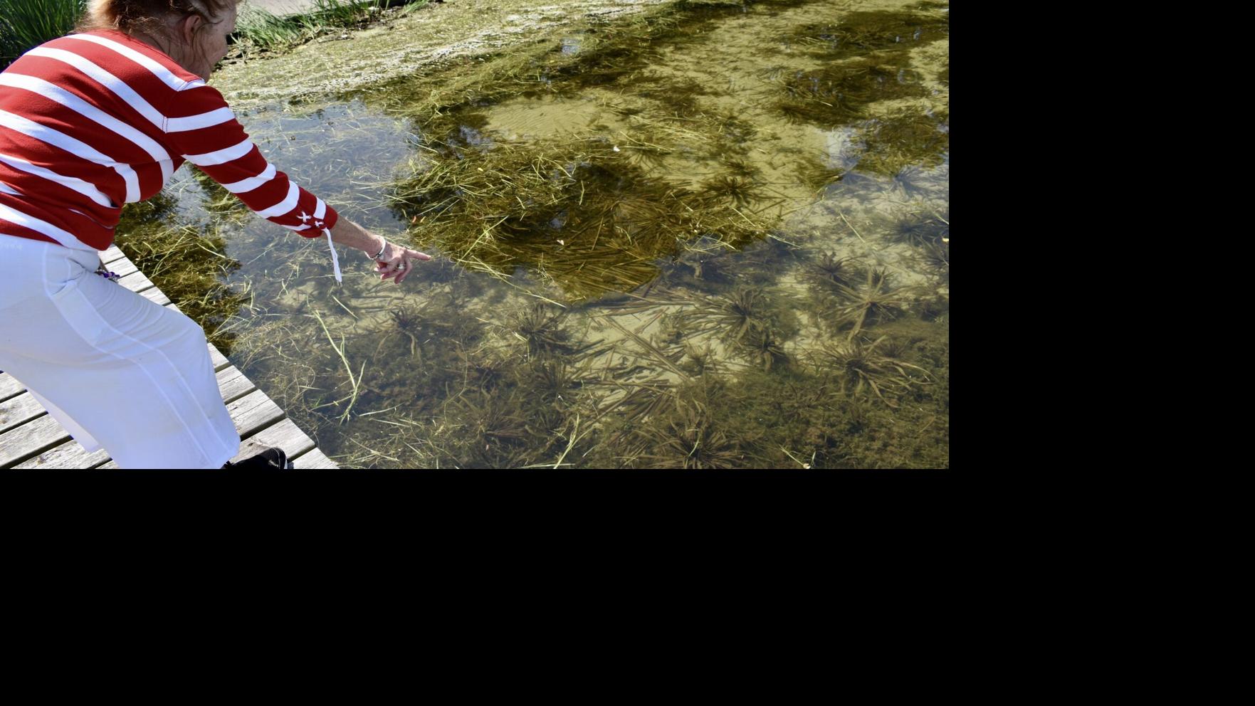 Georgina lakefront homeowners concerned about water soldiers