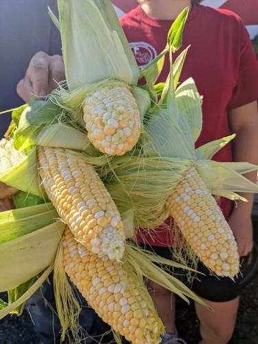 MAP: NEIGHBOURHOOD EATS: Keep your ears peeled for a-maize-ingly farm ...