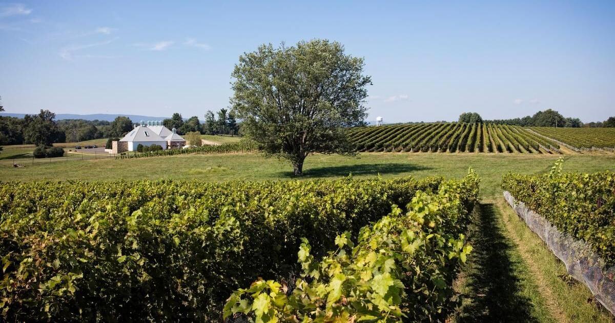 Family-run vineyards, bucolic countryside, Southern hospitality: I get ...