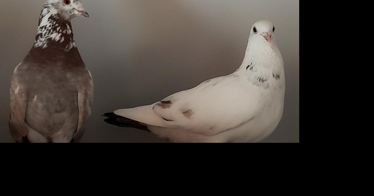 Pigeonholed: Georgina hosts online survey to consider allowing domestic ...