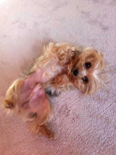 'He was like a child to me': Aurora Yorkshire terrier dies after ...