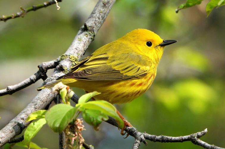 Markham man shares photos of southern Ontario birds