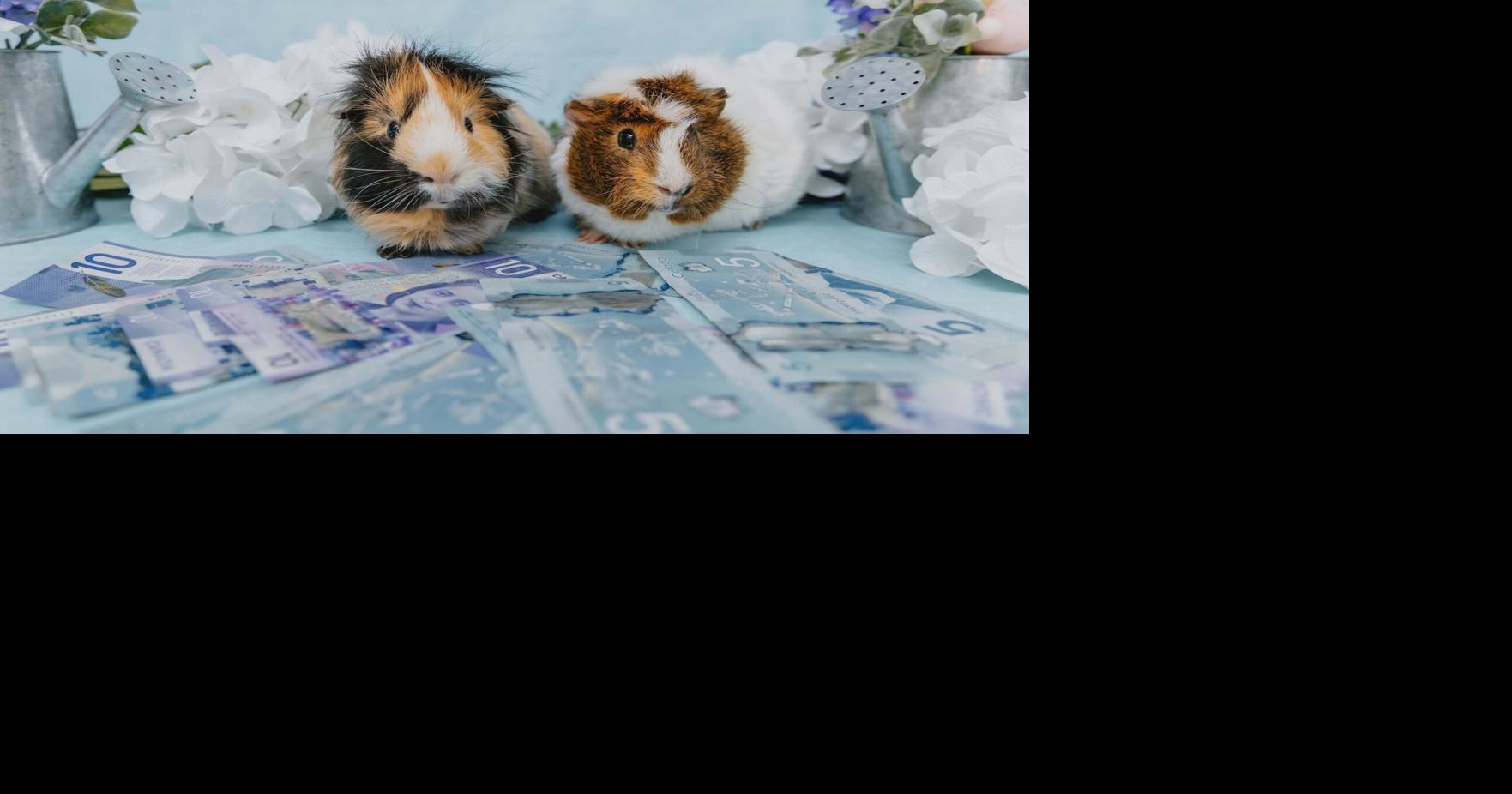 Ontario SPCA spring lottery prize grows to more than $85,000