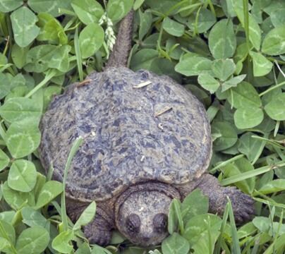 Take care on roads this weekend: turtles are early