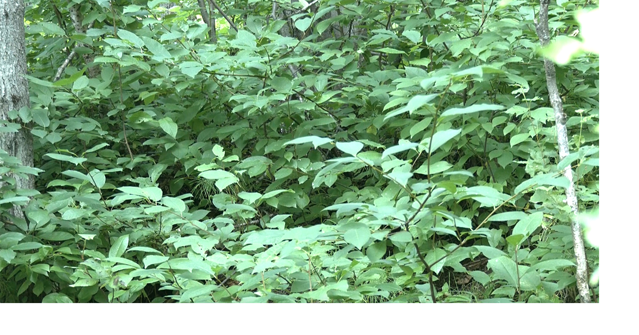 Anchorage Invasive Species Smackdown Targets European Bird Cherry This ...