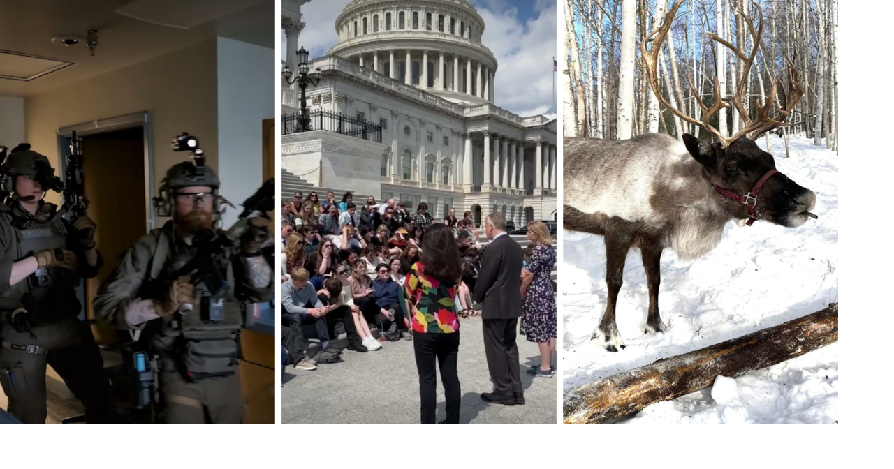 AROUND ALASKA: SWAT Training, Steps of the Capitol, and Baby Reindeer ...