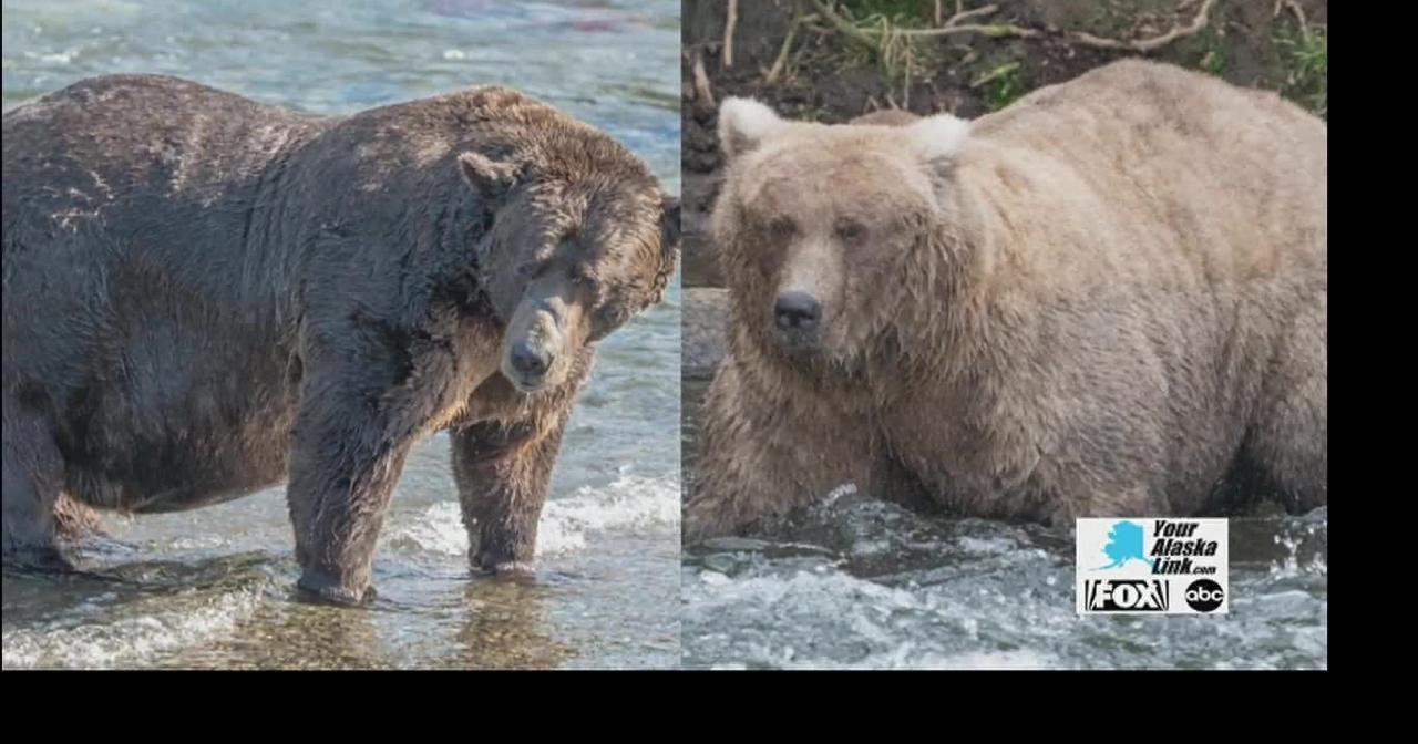 128 Grazer Triumphs in Fat Bear Face-off | News | youralaskalink.com