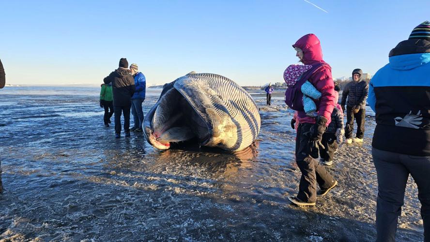 Anchorage whale's skeletal remains heading to Wasilla museum for ...