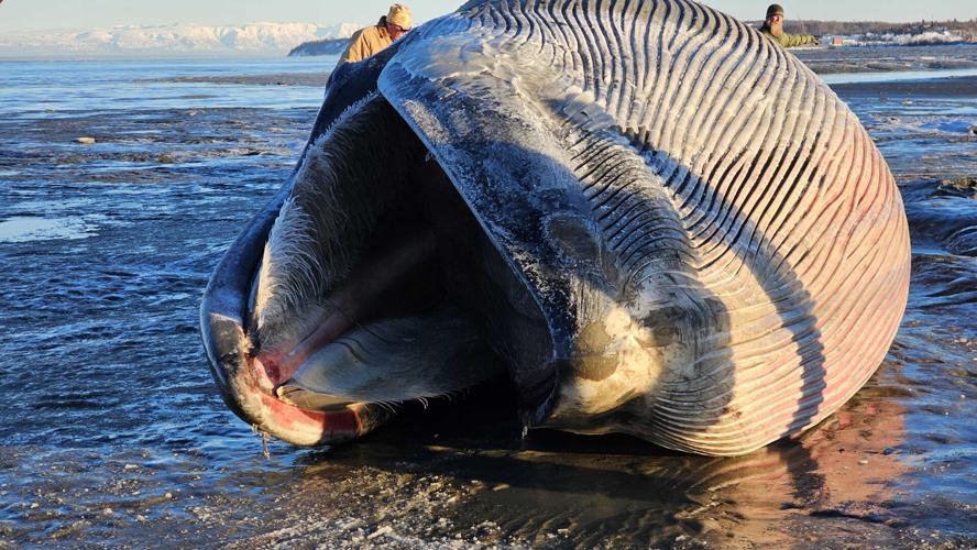 Anchorage whale's skeletal remains heading to Wasilla museum for ...
