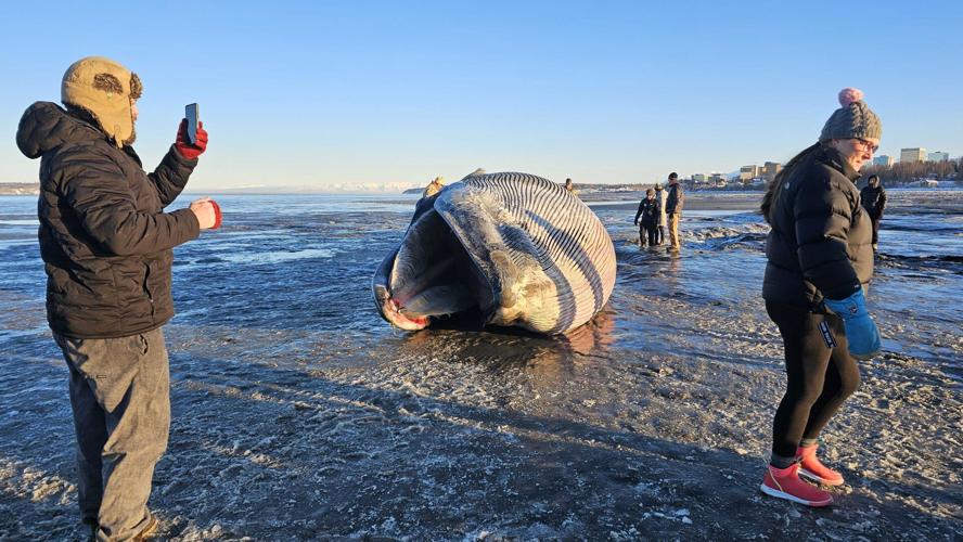 Beached whale captures the attention of Anchorage residents | Homepage ...