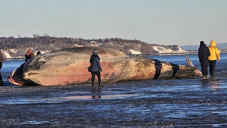 Beached whale captures the attention of Anchorage residents | Homepage ...