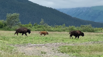 Efforts to Restore Interior Wood Bison Population Advance with Recent ...