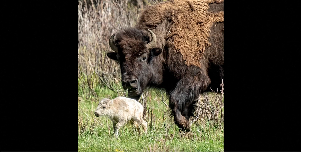 Yellowstone's New Star: Visitors Flock to See Rare White Buffalo Calf ...
