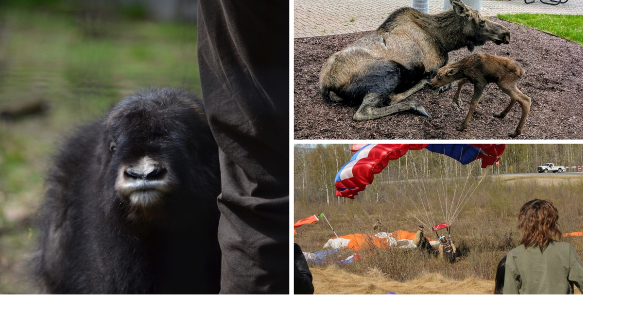 AROUND ALASKA: Muskox Rescue, Moose Birth, and Smokejumper Show ...
