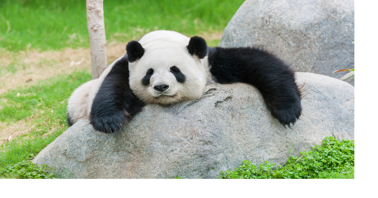 New Era of 'Panda Diplomacy': China plans to send giant pandas to San ...