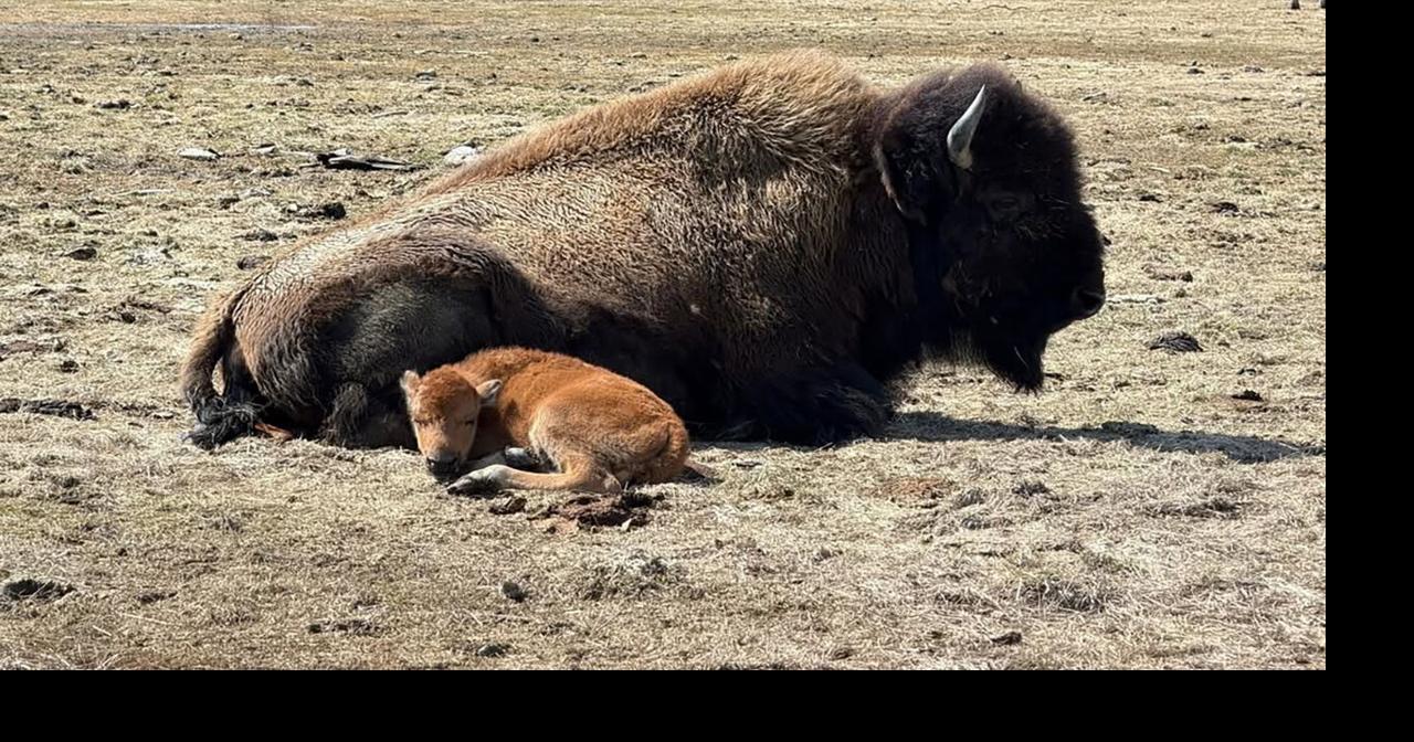 Alaska Wildlife Conservation Center welcomes bison calf | Live Stream ...