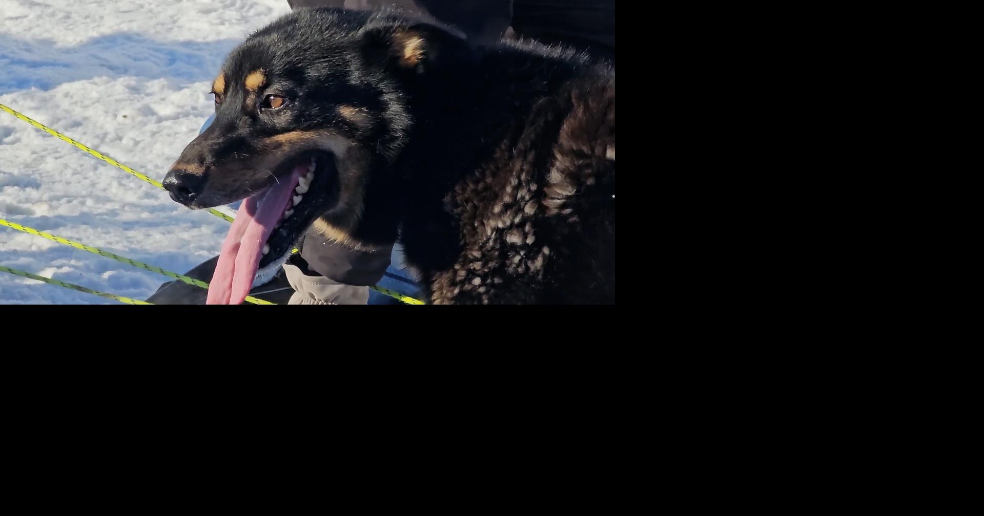 Mushers and organizers get ready for the 2026 Iditarod | Iditarod ...