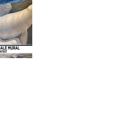 Beluga whale mural on display at University Mall | News ...