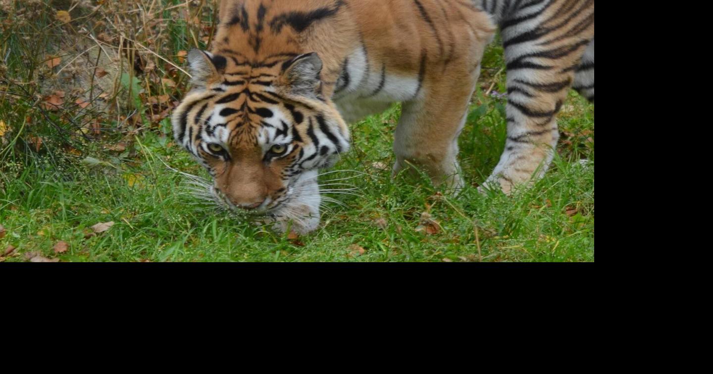 Meet Natasha, the new Amur tiger at the Alaska Zoo | Homepage ...
