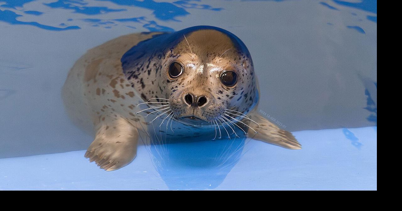 Rare spotted seal pup from Nome rescued, thriving at Alaska SeaLife ...