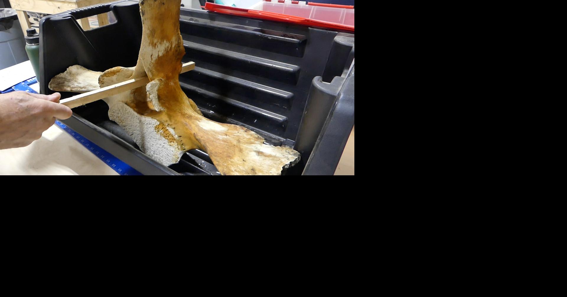 Whale being prepped for display in Wasilla museum | Local & State News ...