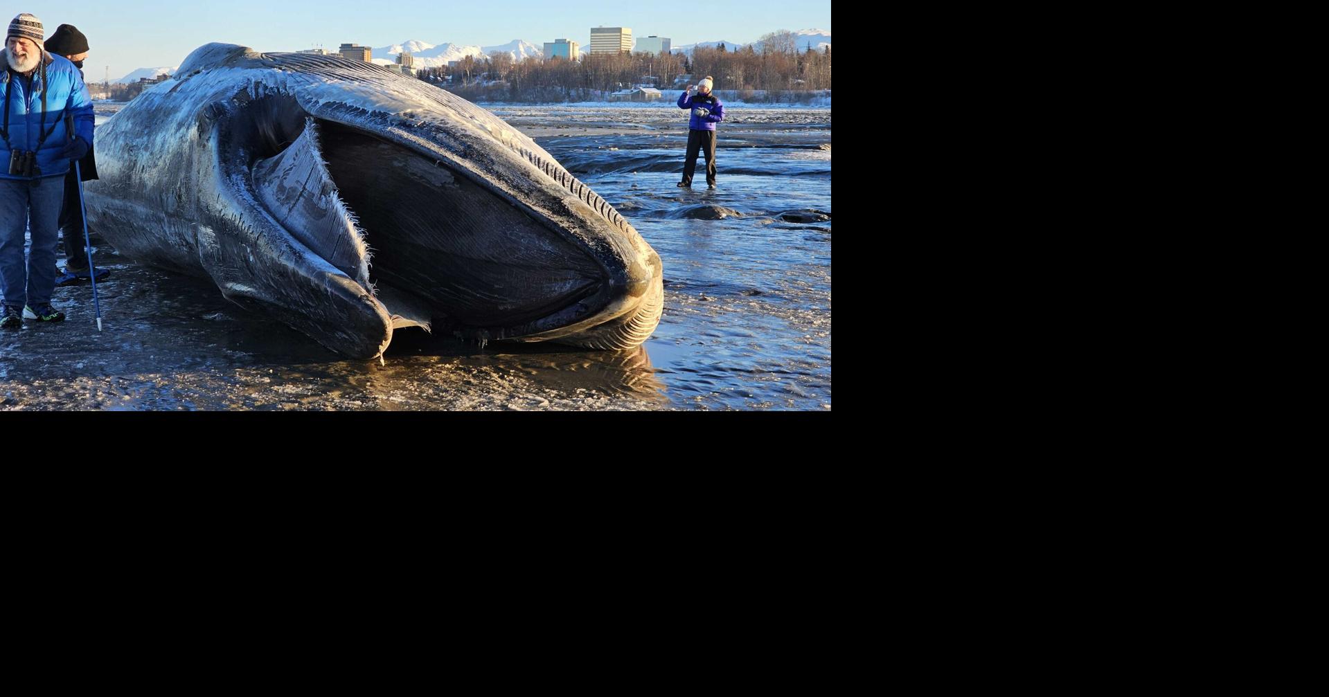 PHOTOS: Beached Fin Whale in Anchorage, Alaska (November 2024 ...