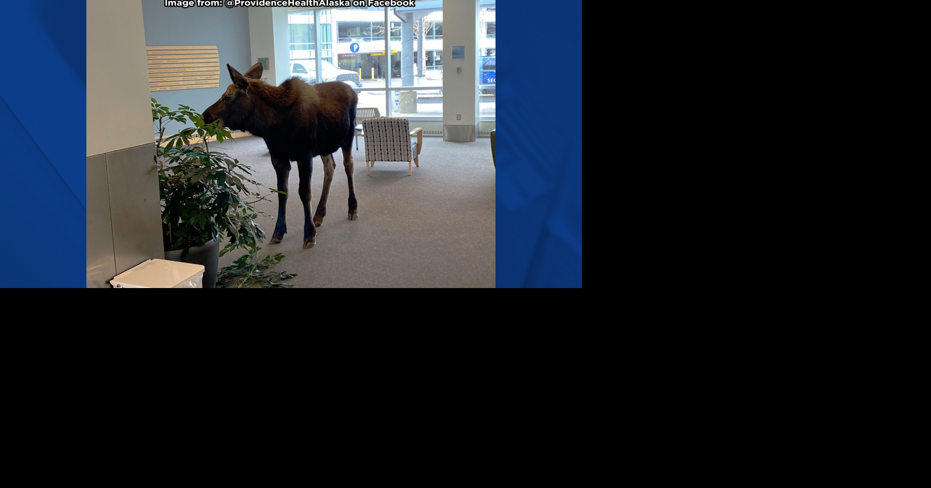 Moose pays surprise visit to Providence Health Alaska | Local & State ...