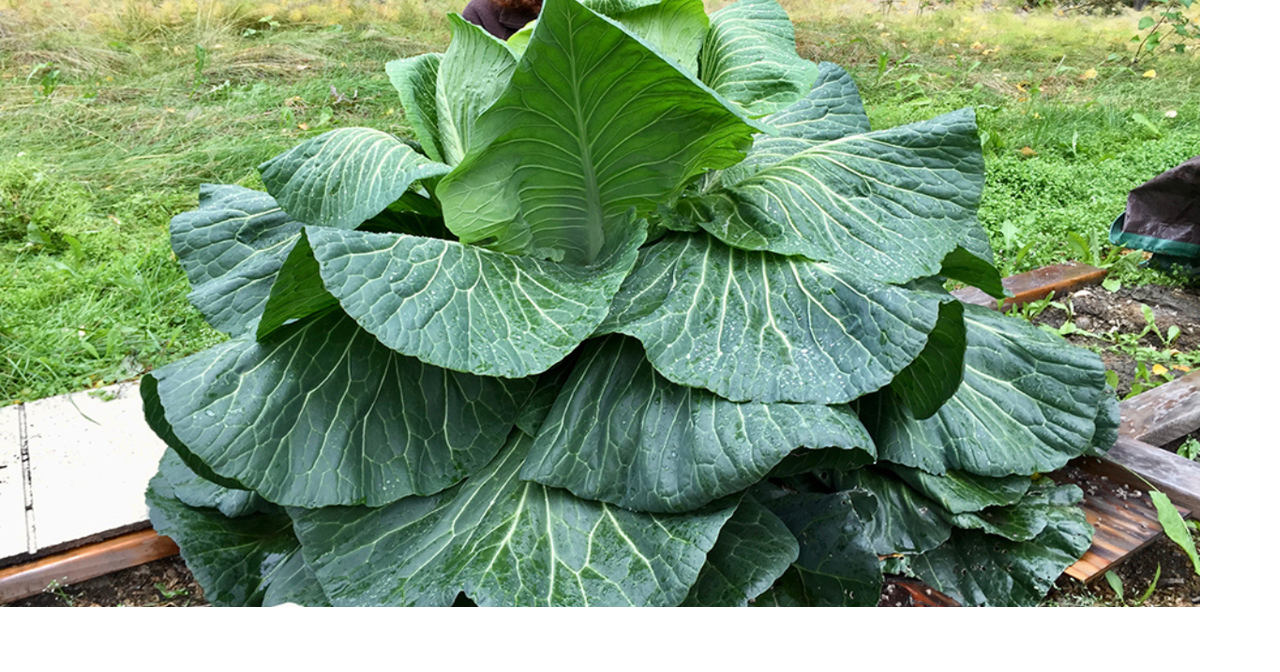 Bill introduced to name giant cabbage Alaska’s official state vegetable ...