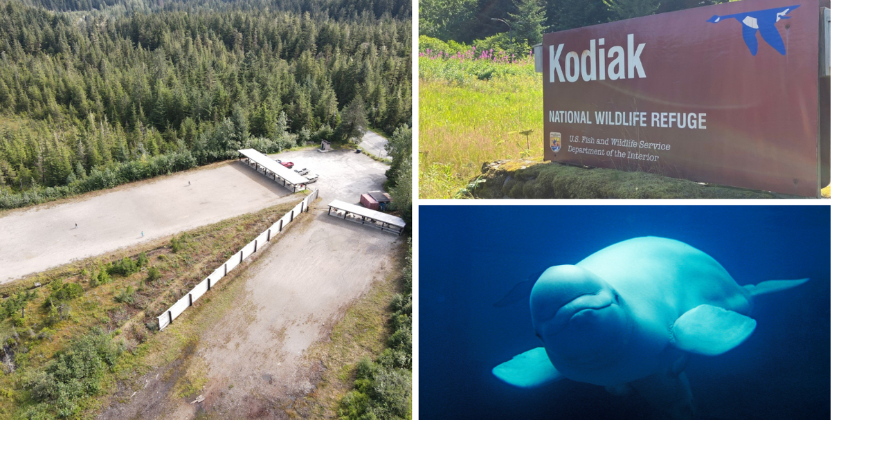 AROUND ALASKA: Gun Range Closed, Visitor Center Opens, and Beluga Whale ...