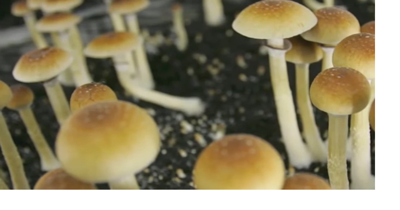 Alaska Psychedelics: Legalization & Health Effects - News Usa Today