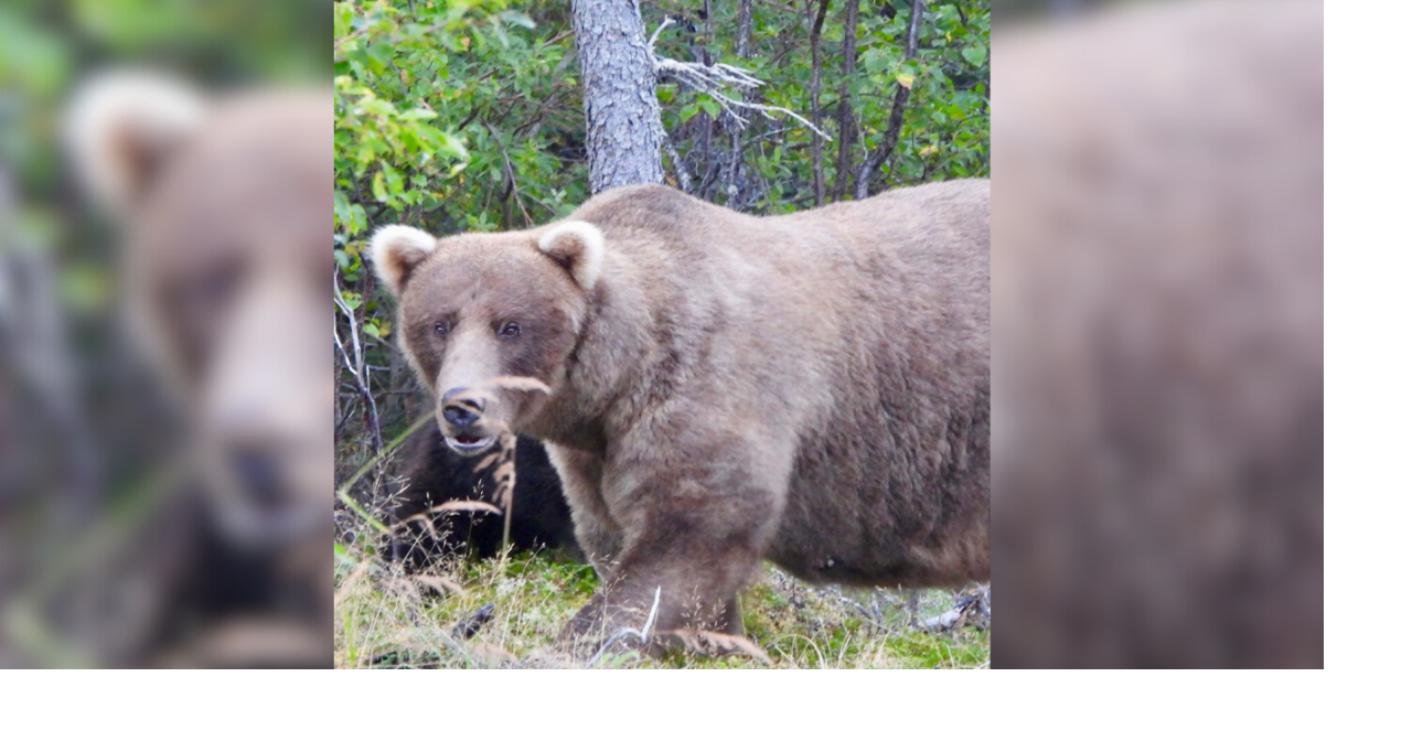 Grazer the Mama Bear Crowned Fat Bear Week Champion Again! | Homepage ...