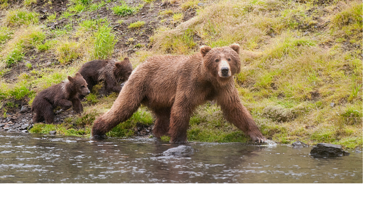 Lawsuit challenges Alaska predator control program targeting brown ...