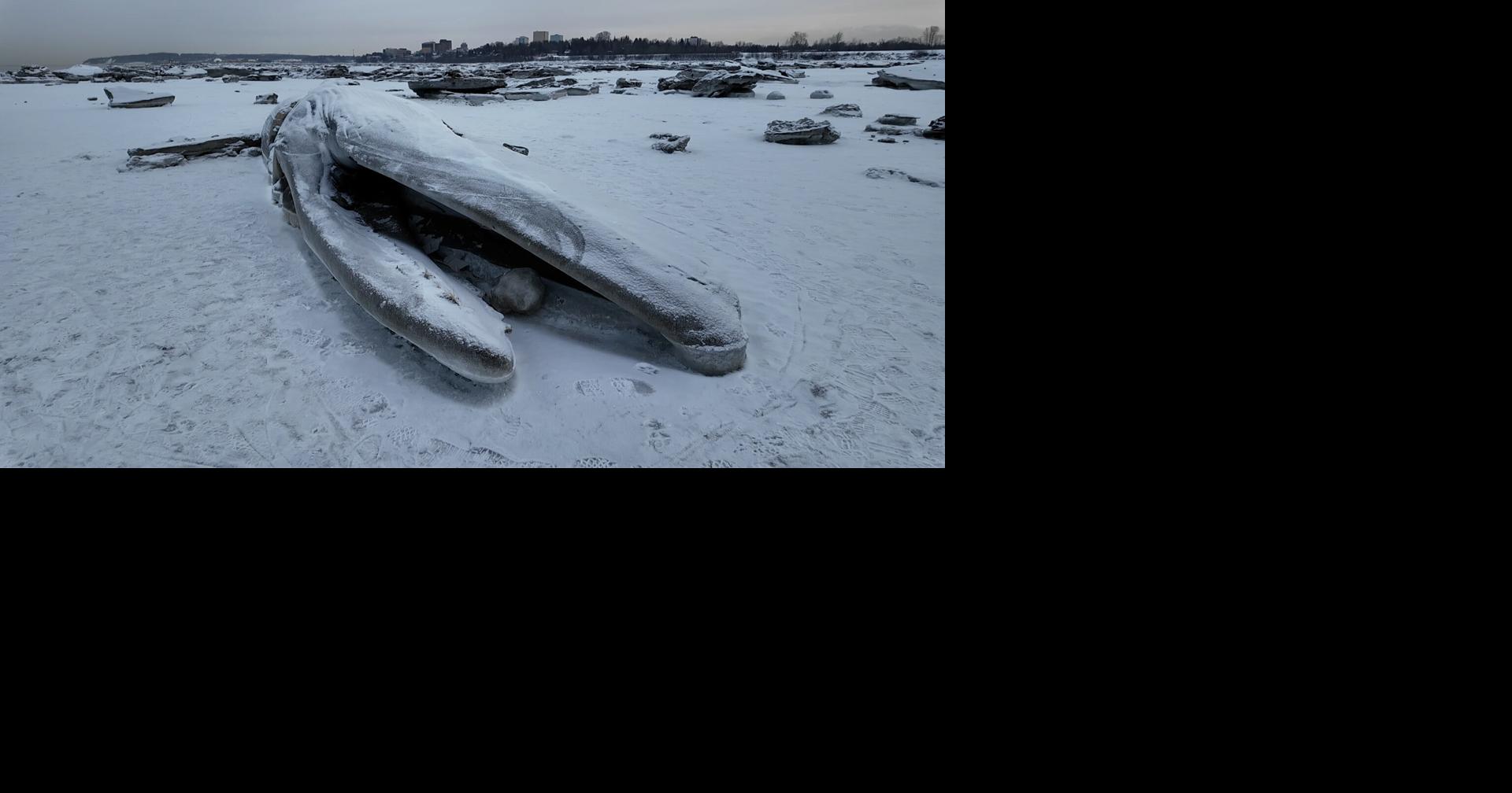 Beached Anchorage whale remains a source of fascination and study ...