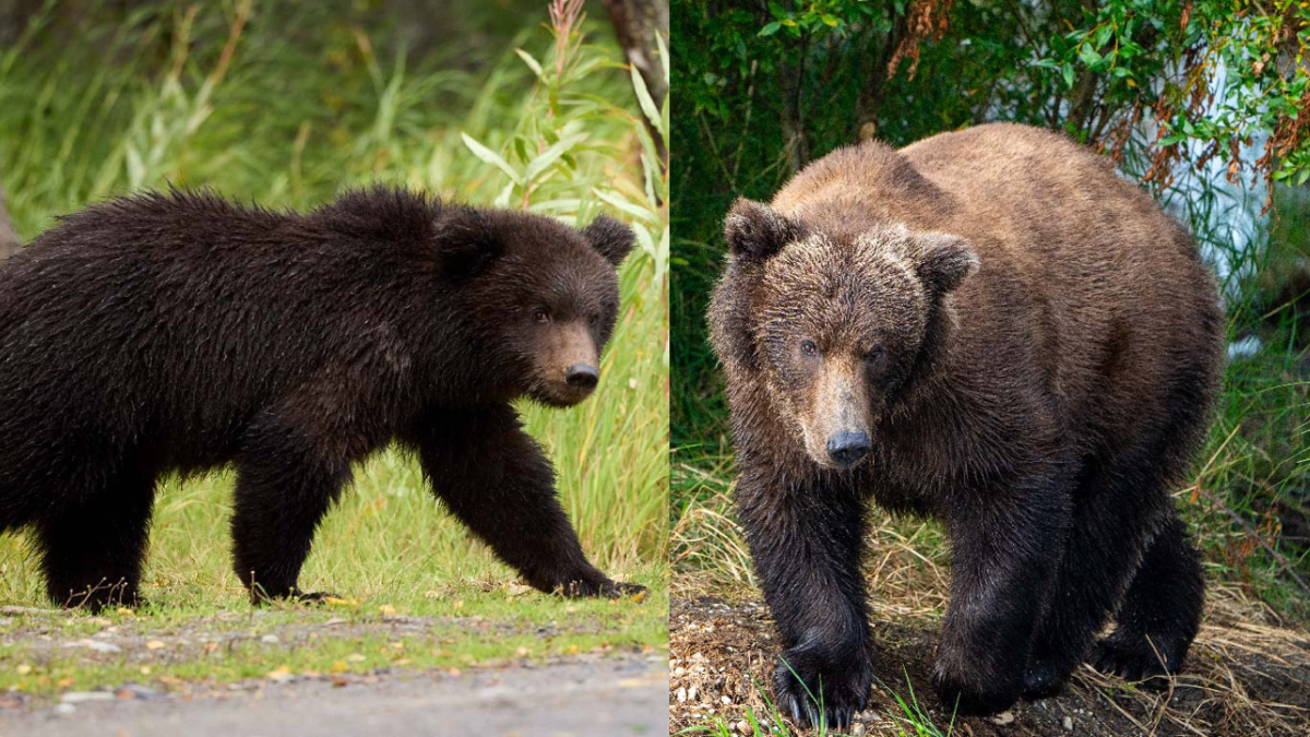 909 Jr. Crowned Queen of Fat Bear Junior as Katmai's Chubbiest Cub ...
