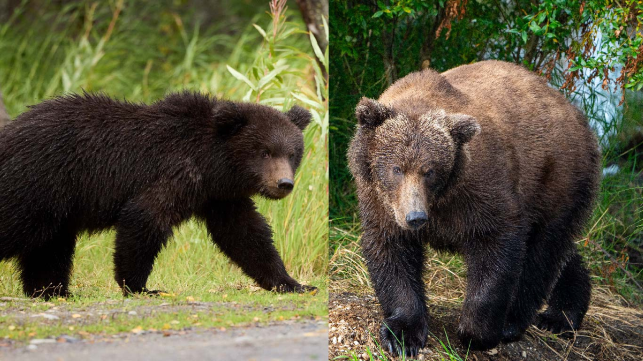 909 Jr. Crowned Queen of Fat Bear Junior as Katmai's Chubbiest Cub Reigns | Homepage ...