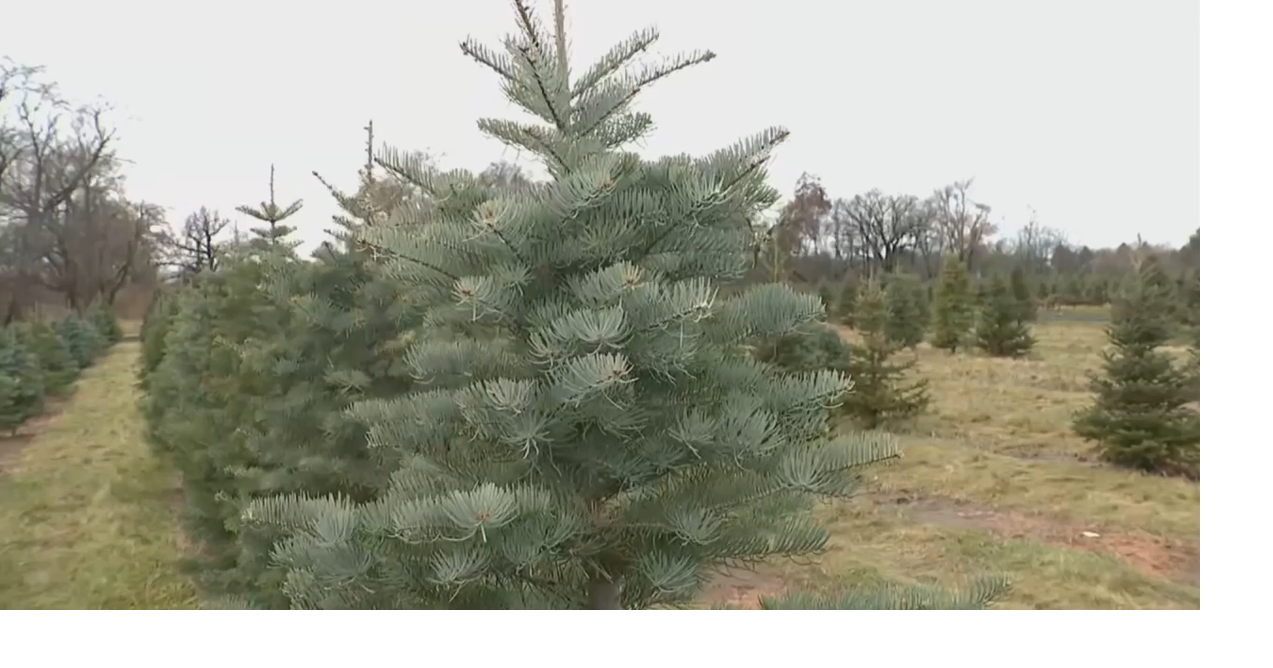 Alaskans head to the woods as Christmas tree cutting season officially ...