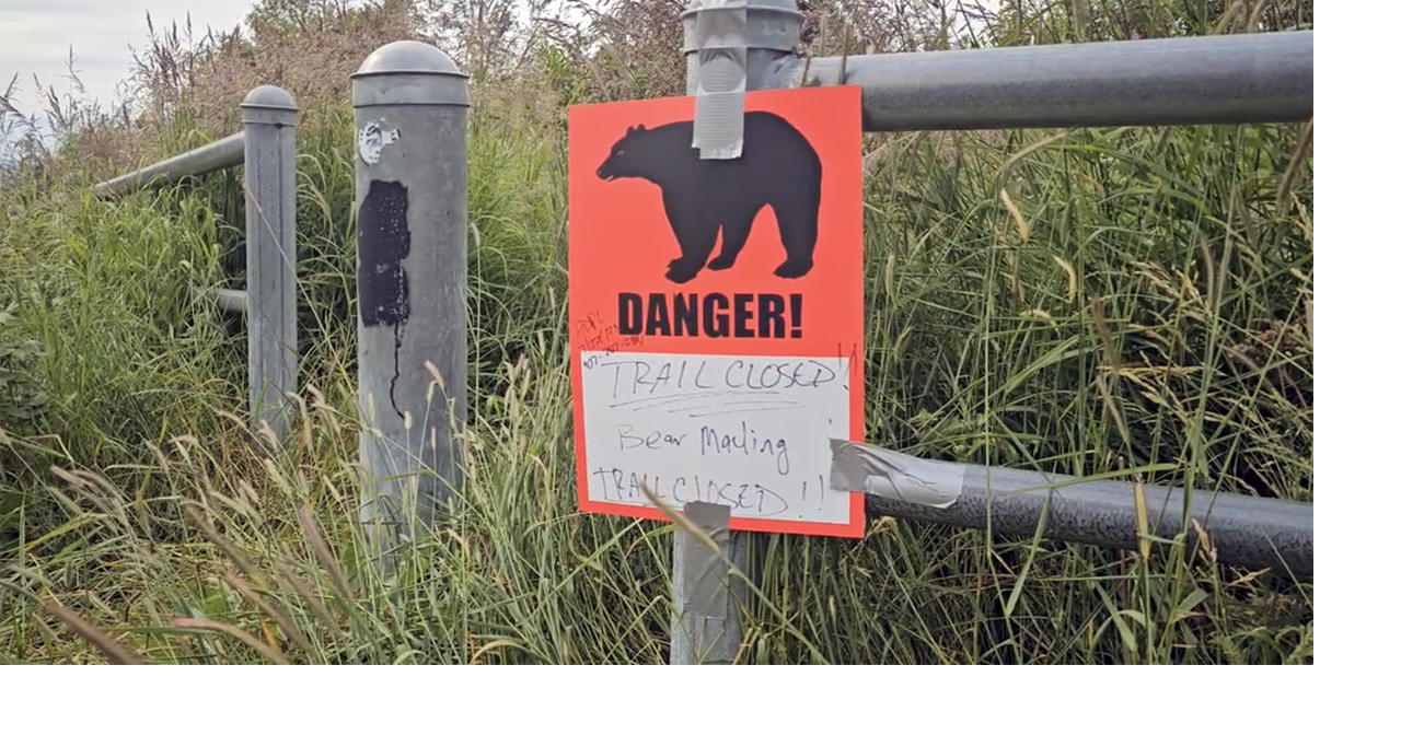 exit glacier bear attack